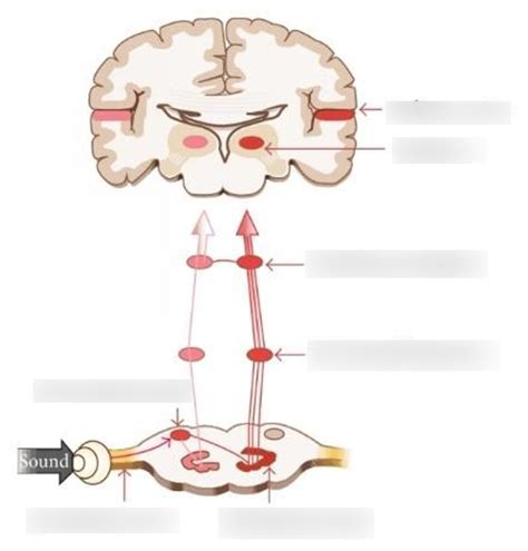 Auditory Brainstem Diagram Quizlet