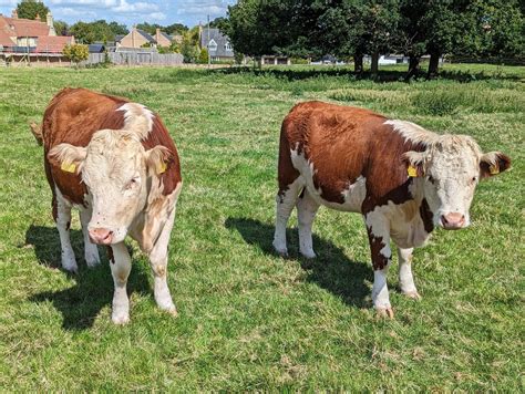 Ramstein Bazaar Salute To 1991 Over The Years The Ramstein Bazaar