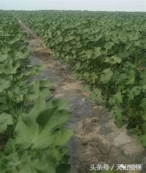 棉花和玉米種植的需水規律和灌溉原則 每日頭條
