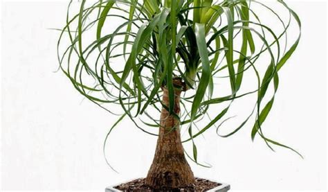 Jak Pěstovat Sloní Nohu Super Bydlení Cz