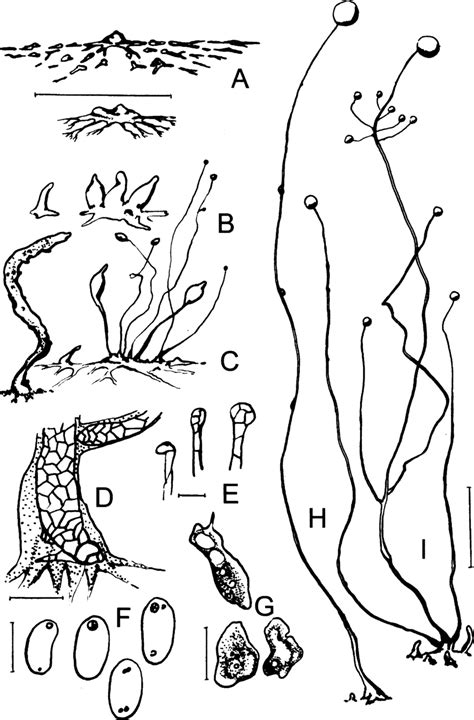 Features Of Dictyostelium Fasciculatum Nz155b A Two Patterns Of Download Scientific Diagram