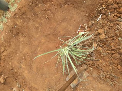 Medicinal Plants Object Detection Dataset And Pre Trained Model By Space