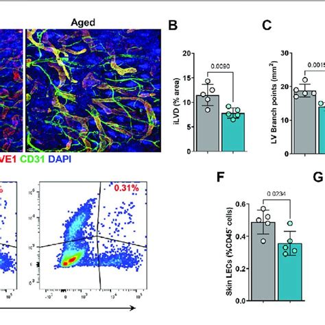 Aging Causes Decreases In Initial Lymphatic Vessel Density And