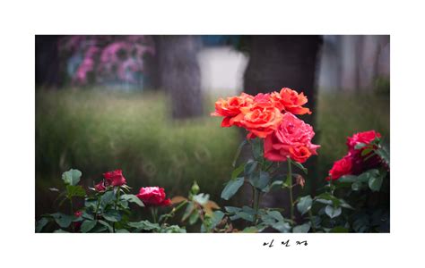 베스트갤러리 붉은 장미의 유혹