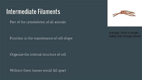 Cytoskeletoncentrioles Division 7 Members James Danielle Ellie Marie