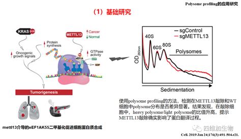 多核糖体图谱分析技术 Polysome Profiling 提升核心竞争力 四维加生物科技（武汉）有限公司官网 武汉分子生物平台 武汉细胞分子平台 武汉生物研究平台