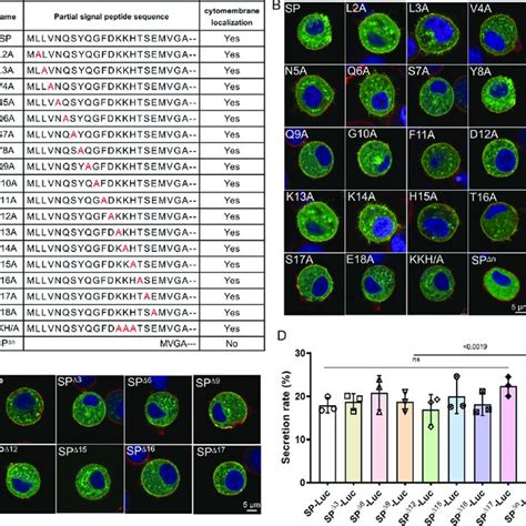 Mutagenesis And Truncation Assay On The N Region Of Sp A Alanine