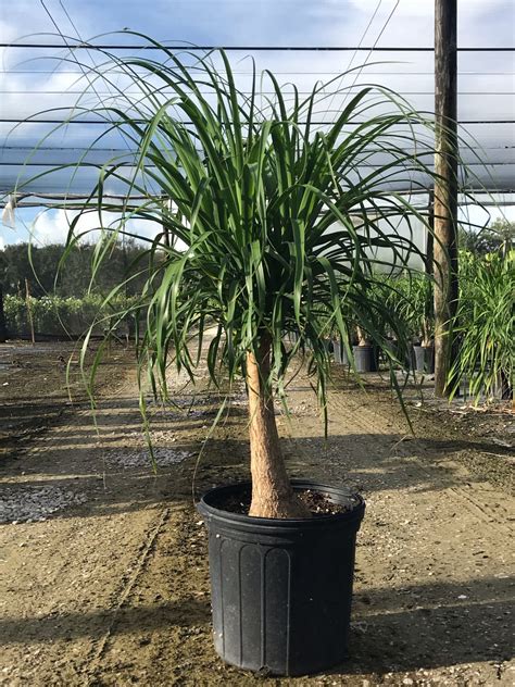 Palm Pony Tail Stump Country Joes Nursery Inc