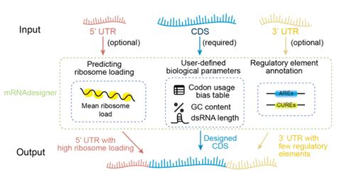 研究提出mrna序列优化平台提升药物研发效能 中国科学院 研究提出mrna序列优化平台提升药物研发效能 中国科学院