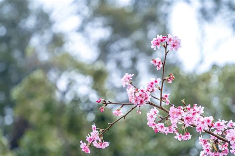 공원 복사 공간에에서 봄에는 아름 다운 벚꽃 사쿠라 나무 꽃 닫습니다 0명에 대한 스톡 사진 및 기타 이미지 0명 3월 4월 Istock