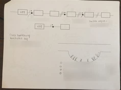 Somatic Hypermutation And Class Switching Diagram Quizlet