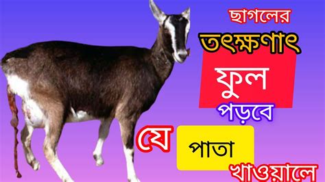 ছাগলের ফুল পড়ার চমৎকারি ঘরোয়া উপায়। Retention Of Placenta Rop ব্ল্যাক বেঙ্গল ছাগল খামার