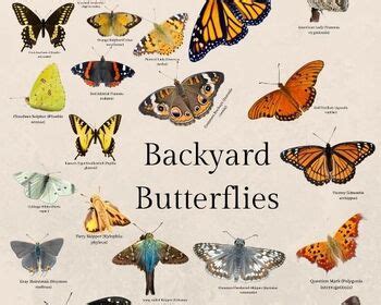 Backyard Butterflies Poster Butterfly Identification Chart For