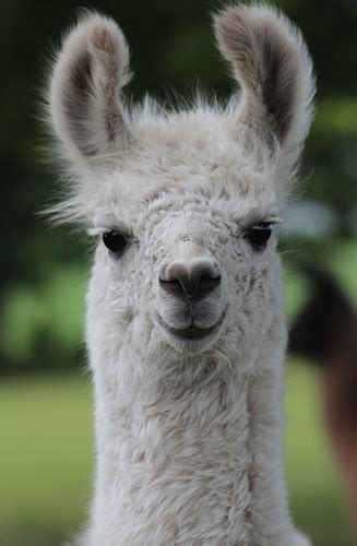 Camelid Classification And Anatomy Flashcards Quizlet