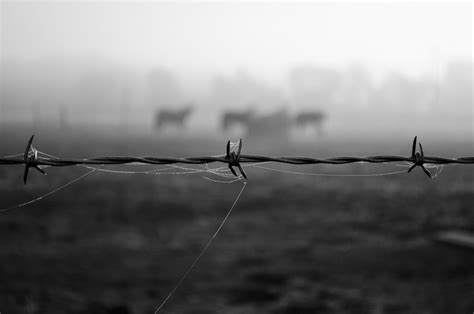 Free Images Water Nature Branch Fence Barbed Wire Black And