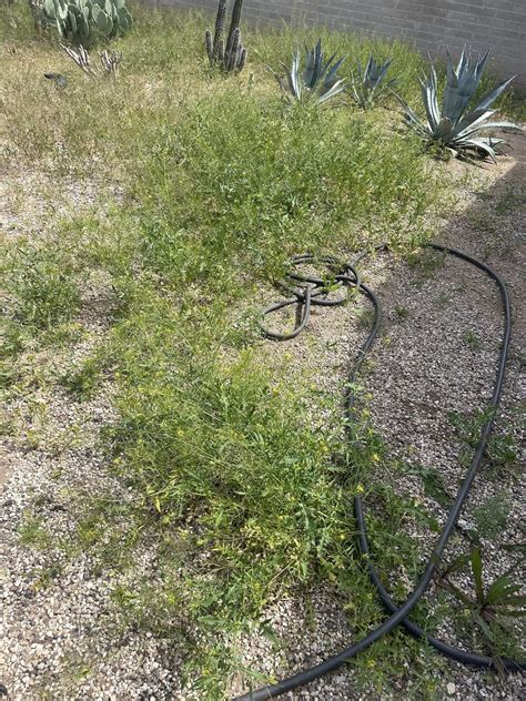 Noobie Landscaping Question Backyard R Landscaping