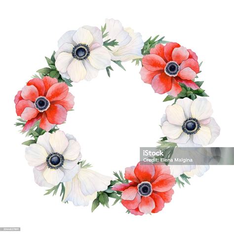 빨간색과 흰색 필드 양 귀 비 꽃 라운드 화 환 프레임 수채화 고립 된 그림입니다 인사말 카드 로고 봄 청첩장 및 라벨을 위한 아네모네 서클 템플릿 0명에 대한 스톡 벡터