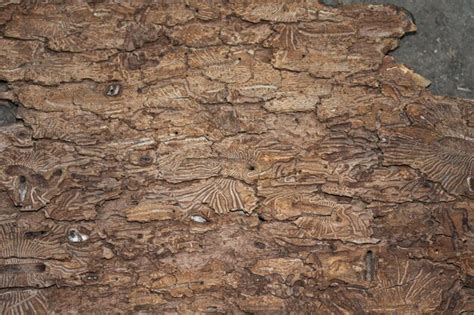 Premium Photo Beautiful Patterns On The Tree Bark