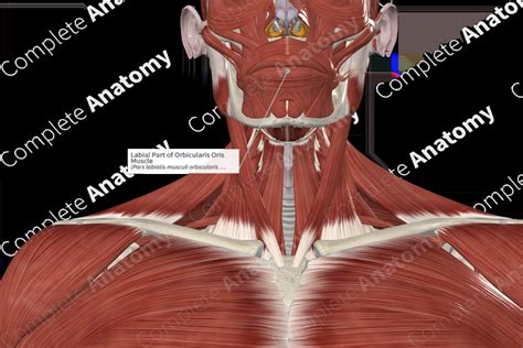 Labial Part Of Orbicularis Oris Muscle Complete Anatomy