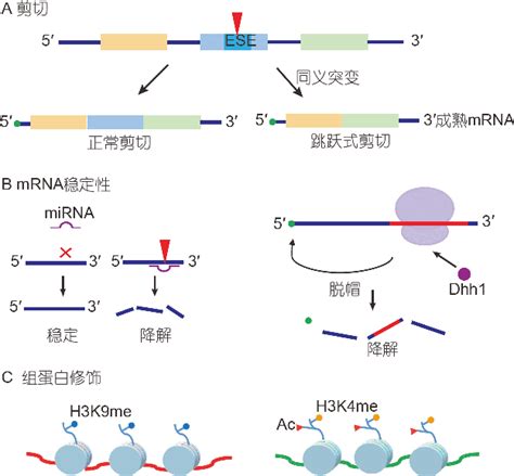Figure 2 From Codon Codes Codon Usage Bias Influences Many Levels Of Gene Expression Semantic