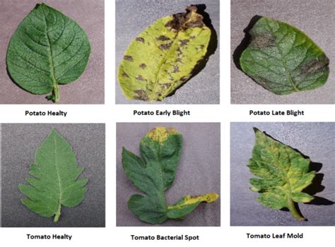 Home Project Ppts Plant Leaf Disease Detection Using Matlab Project