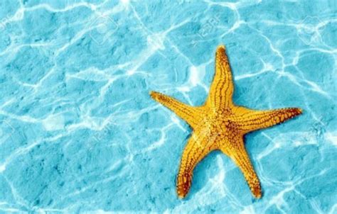 ستاره دریایی
