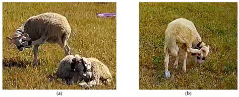 Research On Six Axis Sensor Based Step Counting Algorithm For Grazing Sheep