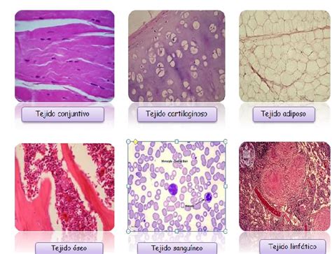 Tejido Conectivo O Conjuntivo Labeled Tissue Cells Histology Images