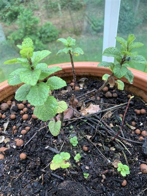 Aphids Attack On Mint Rgardening