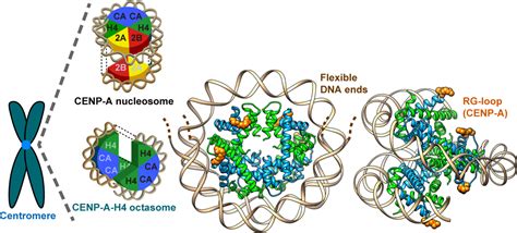 Nucleosome Structure