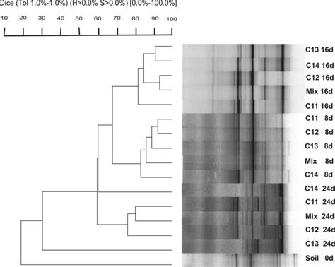 Dendrogram Dice Based On Dgge Patterns From All Subculture Samples Download Scientific