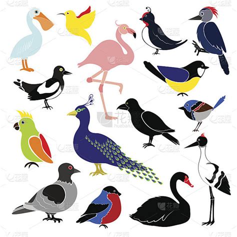 不同的鸟被隔离在白色的背景上。