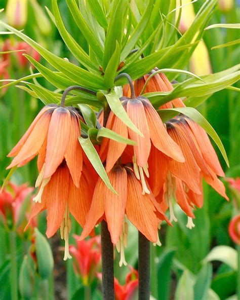 Paintbrush African Starfire Lily Bulb Flowers Planting Bulbs Garden