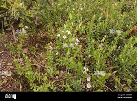 This Entry Appears To Be An Html File Reference Which Cannot Be