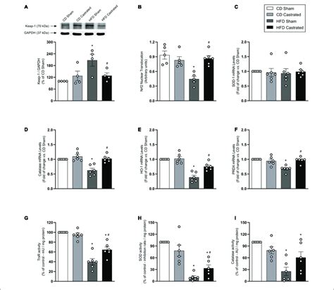 Testosterone Contributes To Downregulation Of The Nuclear Factor