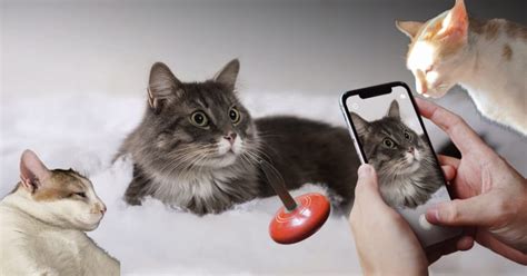 This App Lets You ‘cut And Paste Real Life Objects