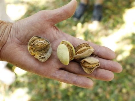 캘리포니아아몬드협회 환경과 지속가능한 재배 연구에 6800만달러 투자