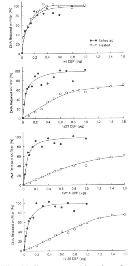 Figure 9 From Temperature Sensitive Mutants Of Adenovirus Single