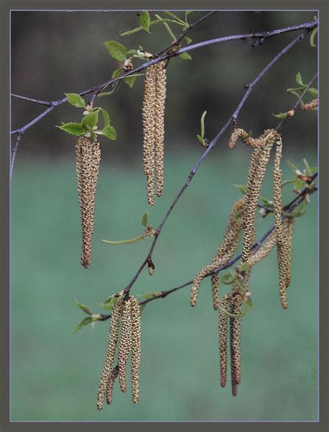 Birch Tree Seeds The Birch Trees Always Have These Seeds On Display In