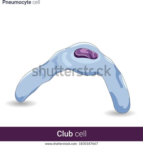Vector Pneumocyte Cell Body Which Lines Stock Vector Royalty Free