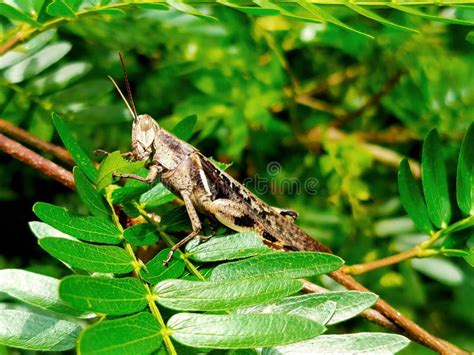 Close Up Photo Of Grasshoppers On Leaves In A Village Stock Image