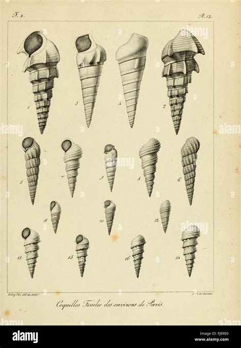 A Description Of Fossilized Shells From The Paris Basin Featuring Bivalve Fossils And Other