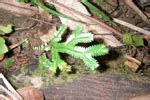 西表島石垣島の植物