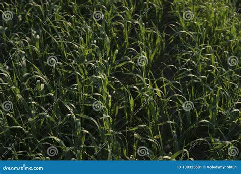 Green Sprouting Rye Agricultural Field In Spring Sprouts Of Rye Stock