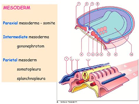 Formation And Differentiation Of Mesoderm Derivates Of The Germinal Layers Dr Gallatz Katalin