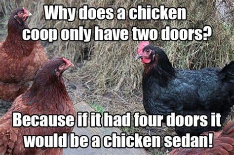 20 Chicken Memes That Are Surprisingly Funny