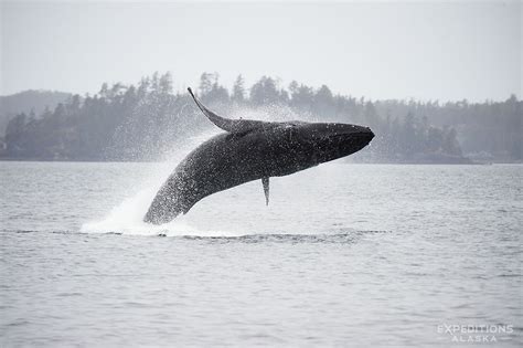Humpback Whale Bubble Net Feeding Photo Tour Lunge Whale Tour