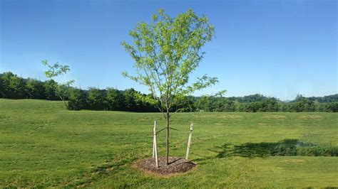 Guying A Tree Has Consequences Shelly Palmer