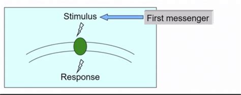 Lecture 14 Signal Transduction Flashcards Quizlet