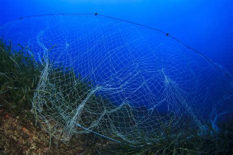 Victory Congress Phases Out Drift Gill Net Fishery International Marine Mammal Project